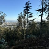 Mount Sutro Loop, California - 2,513 Reviews, Map | AllTrails