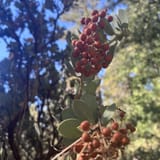 Idyllwild Park Trail, California - 876 Reviews, Map | AllTrails