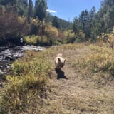 Sagehen Creek Loop, California - 1,098 Reviews, Map | AllTrails