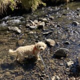 Sagehen Creek Loop, California - 1,097 Reviews, Map | AllTrails