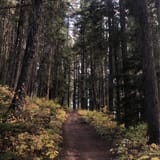 Mount Kit Carson Trail, Washington - 1,048 Reviews, Map | AllTrails