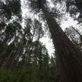 Lost '40' Trail, Minnesota - 182 Reviews, Map | AllTrails