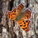 Chalk Ridge Falls Park Trail, Texas - 1,142 Reviews, Map | AllTrails