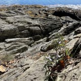 Devil’s Back Trail, Maine - 359 Reviews, Map | AllTrails