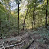 Mossy Ridge Trail, Tennessee - 7,461 Reviews, Map | AllTrails