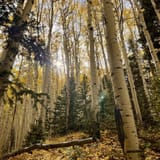 Lockett Meadow Inner Basin Loop, Arizona - 823 Reviews, Map | AllTrails