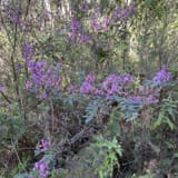 Whipstick Loop Walk, Victoria, Australia - 192 Reviews, Map | AllTrails