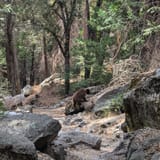 Mist Falls, California - 3,152 Reviews, Map | AllTrails