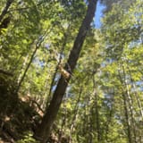 Issaqueena Falls Trail, South Carolina - 872 Reviews, Map | AllTrails