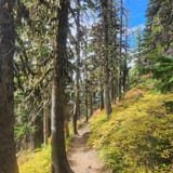 McNeil Point Trail, Oregon - 3,504 Reviews, Map | AllTrails