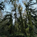 Hall of Mosses Trail, Washington - 7,361 Reviews, Map | AllTrails