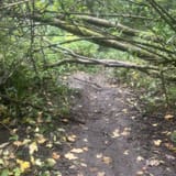 Old Pale Hill and Delamere Forest, Cheshire, England - 1,041 Reviews ...