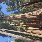 Congress Trail, California - 4,209 Reviews, Map | AllTrails