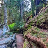 Stout Memorial Grove Trail, California - 3,289 Reviews, Map | AllTrails