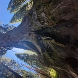 Boole Tree Loop, California - 193 Reviews, Map | AllTrails