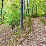 Mount Greylock via Bellows Pipe Trail, Massachusetts - 2,530 Reviews ...