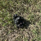 San Gabriel River Trail and Goodwater Loop, Texas - 917 Reviews, Map ...