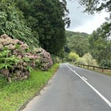 Furnas Lagoon Trail, Azores, Portugal - 514 Reviews, Map | AllTrails