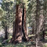 Boole Tree Loop, California - 193 Reviews, Map | AllTrails