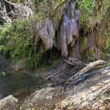 Gorman Falls Trail, Texas - 1,164 Reviews, Map | AllTrails