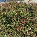 Sachuest Point National Wildlife Refuge Trail, Rhode Island - 2,054 ...