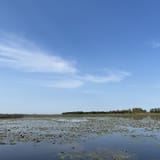 Tobico Marsh Trail, Michigan - 648 Reviews, Map | AllTrails