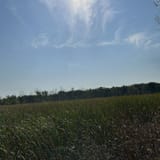 Tobico Marsh Trail, Michigan - 648 Reviews, Map | AllTrails