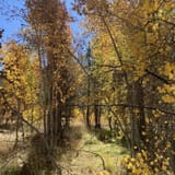 Sagehen Creek Loop, California - 1,097 Reviews, Map | AllTrails