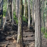 Makiki Valley Loop, Oahu, Hawaii - 5,995 Reviews, Map | AllTrails