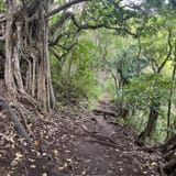 Makiki Valley Loop, Oahu, Hawaii - 5,995 Reviews, Map | AllTrails