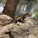 Lane Cove Riverside Walk, New South Wales, Australia - 1,811 Reviews ...