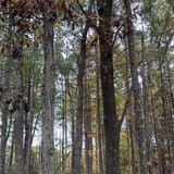 Capen Hill Nature Sanctuary, Massachusetts - 234 Reviews, Map | AllTrails