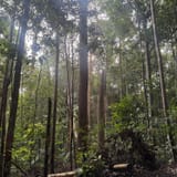 Mount Angsi, Negeri Sembilan, Malaysia - 1,048 Reviews, Map | AllTrails