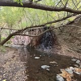 Congdon Park, Minnesota - 522 Reviews, Map | AllTrails