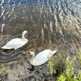 Ryton Pools Country Park Circular, West Midlands, England - 126 Reviews ...