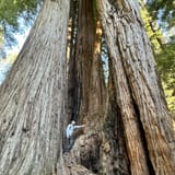 Tall Trees Grove Loop Trail, California - 2,698 Reviews, Map | AllTrails