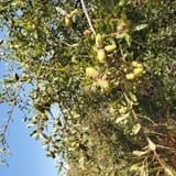 Iron Mountain Trail, California - 11,835 Reviews, Map | AllTrails