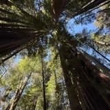 Tall Trees Grove Loop Trail, California - 2,698 Reviews, Map | AllTrails