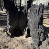 Muir Grove Trail, California - 419 Reviews, Map | AllTrails