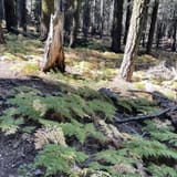 Muir Grove Trail, California - 419 Reviews, Map | AllTrails