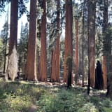Muir Grove Trail, California - 411 Reviews, Map | AllTrails