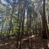 Firebreak Trail, South Carolina - 1,676 Reviews, Map | AllTrails