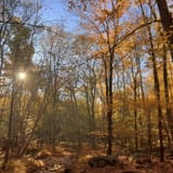 Reeves Brook Loop Trail, New York - 5,230 Reviews, Map | AllTrails
