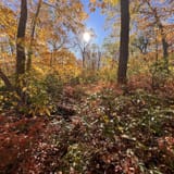 Reeves Brook Loop Trail, New York - 5,230 Reviews, Map | AllTrails