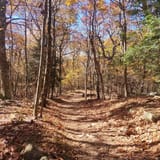 Limberlost Trail, Virginia - 974 Reviews, Map | AllTrails