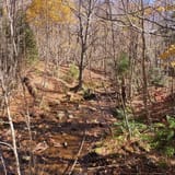 Limberlost Trail, Virginia - 974 Reviews, Map | AllTrails