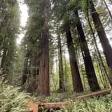 Tall Trees Grove Loop Trail, California - 2,698 Reviews, Map | AllTrails