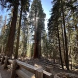 Congress Trail, California - 4,274 Reviews, Map | AllTrails