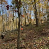 Reeves Brook Loop Trail, New York - 5,269 Reviews, Map | AllTrails