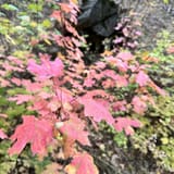 Bear Wallow Spring, Arizona - 391 Reviews, Map | AllTrails